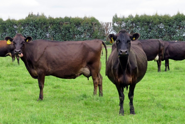 Dairy Cattle Direct – Dairy cattle conditioned for the African continent